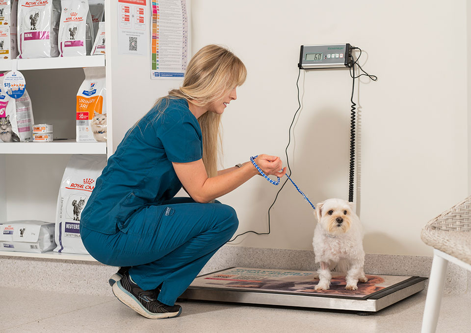 Ulysses Veterinary Clinics - Annual Health Checks - (07) 4055 1100